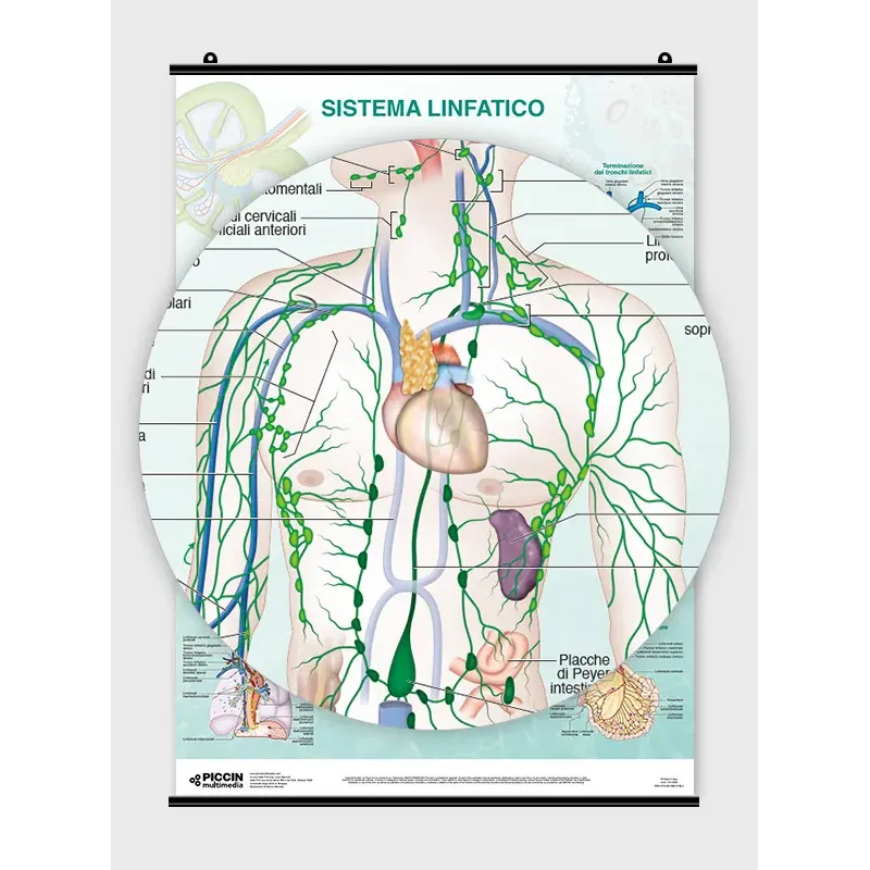 Sistema Linfatico - Poster - Lucia Manzoli - Stefano Ratti | PICCIN ...