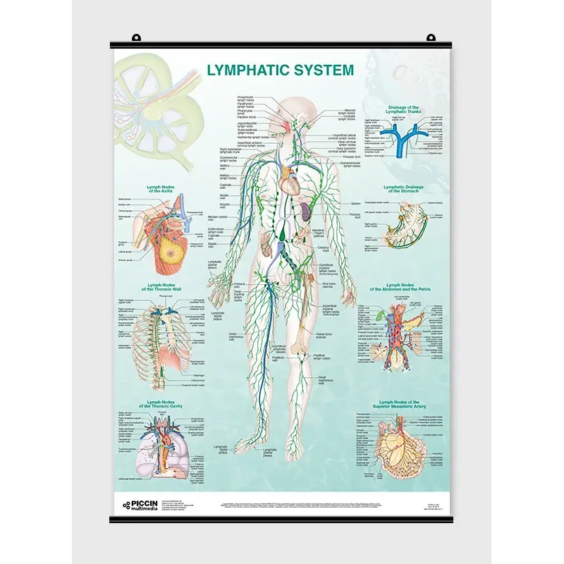 Lymphatic System Poster Lucia Manzoli Stefano Ratti Piccin