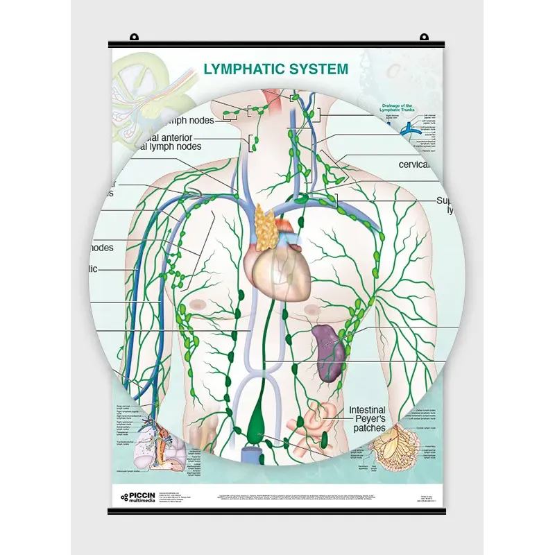Lymphatic System - Poster - Lucia Manzoli - Stefano Ratti | PICCIN ...