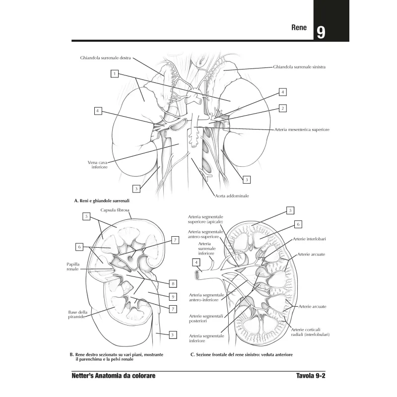 Netter’s Anatomia da colorare - John T. Hansen | PICCIN Nuova Libraria ...