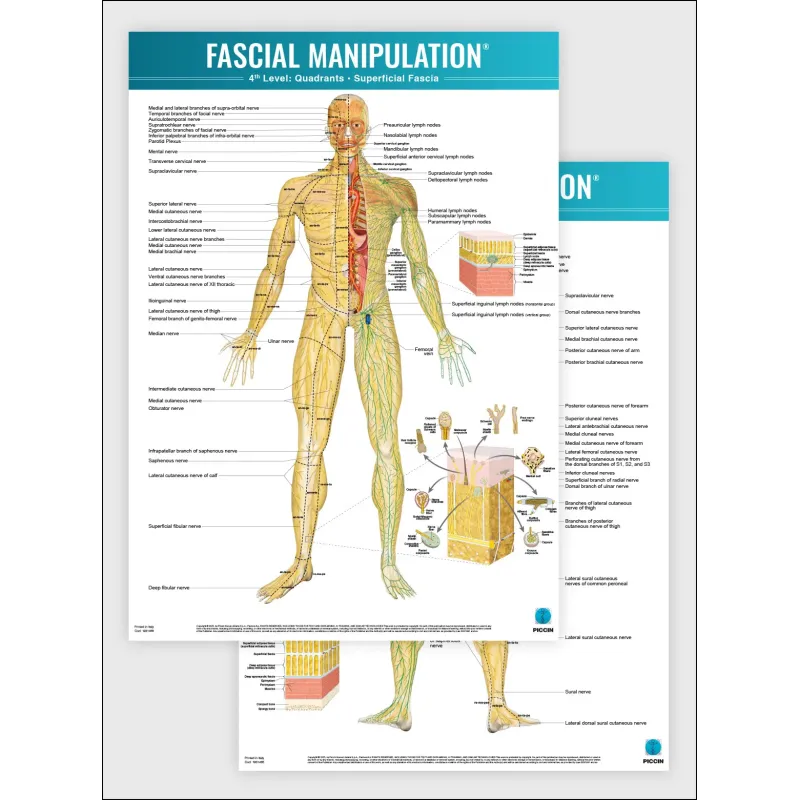 FASCIAL MANIPULATION® 4th Level Poster: Quadrants • Superficial Fascia ...