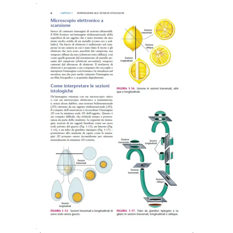 Gartner & Hiatt’s Atlante e Testo di Istologia - Leslie P. Gartner ...